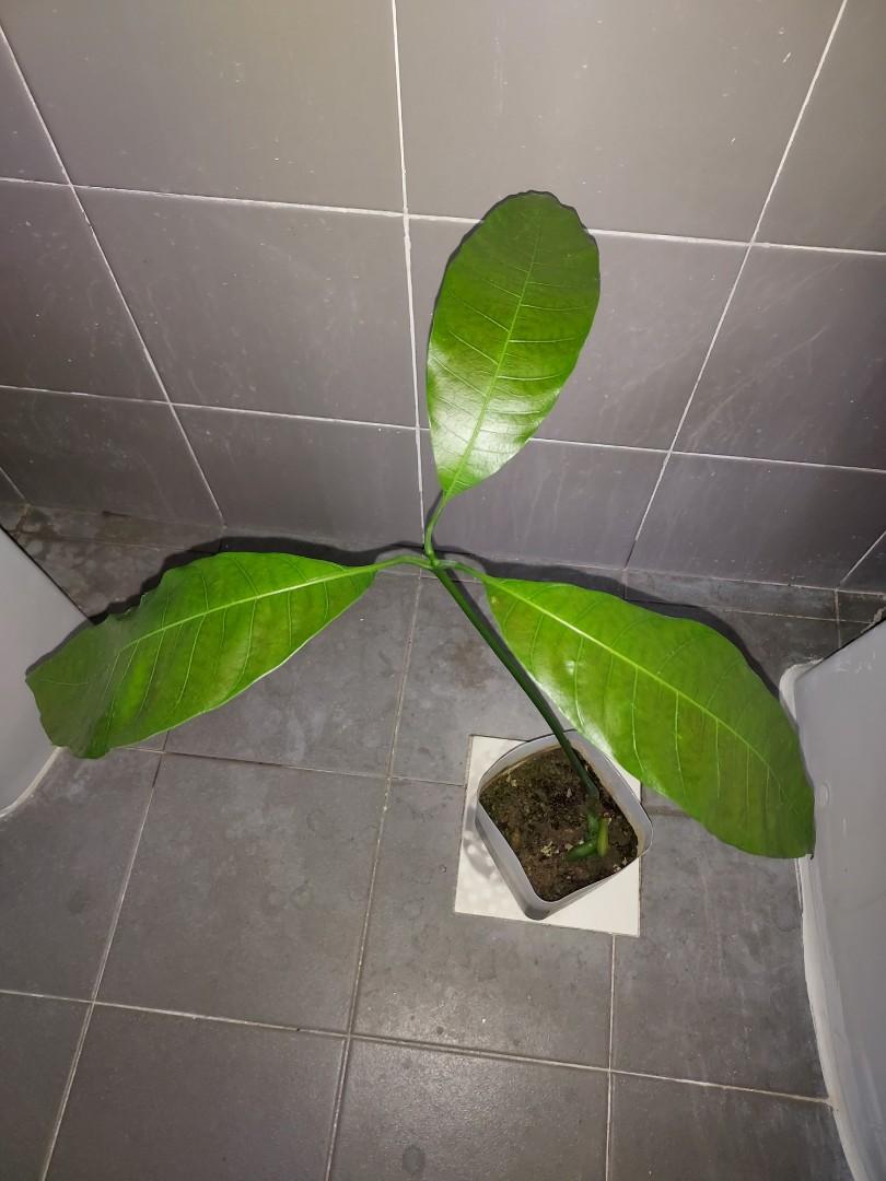 Kuini Mango Tree Sapling, Furniture & Home Living, Gardening, Plants ...