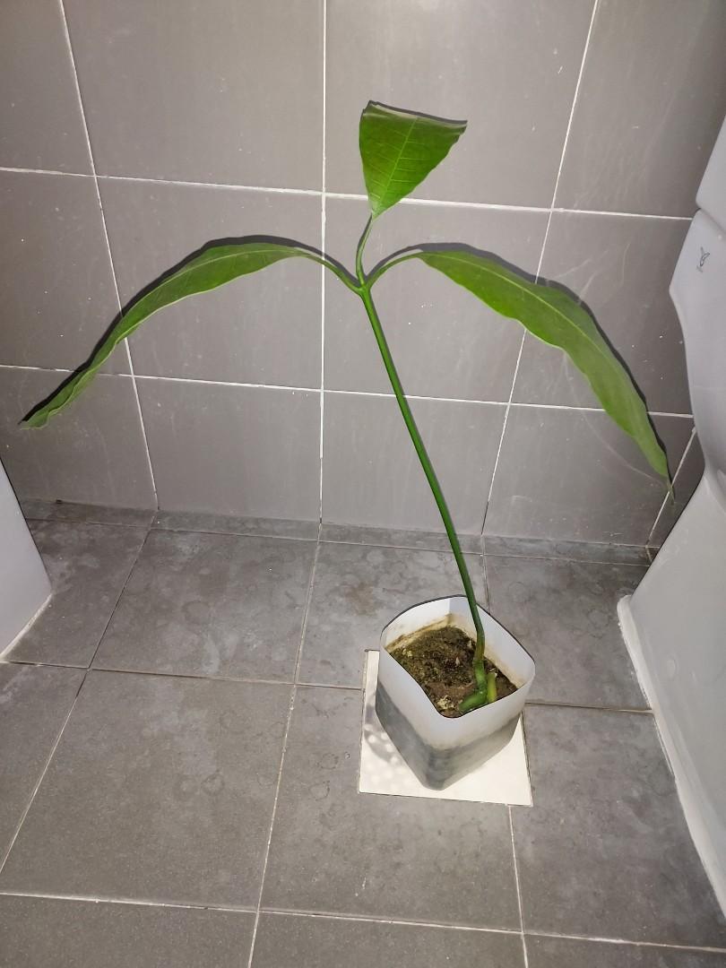 Kuini Mango Tree Sapling, Furniture & Home Living, Gardening, Plants ...