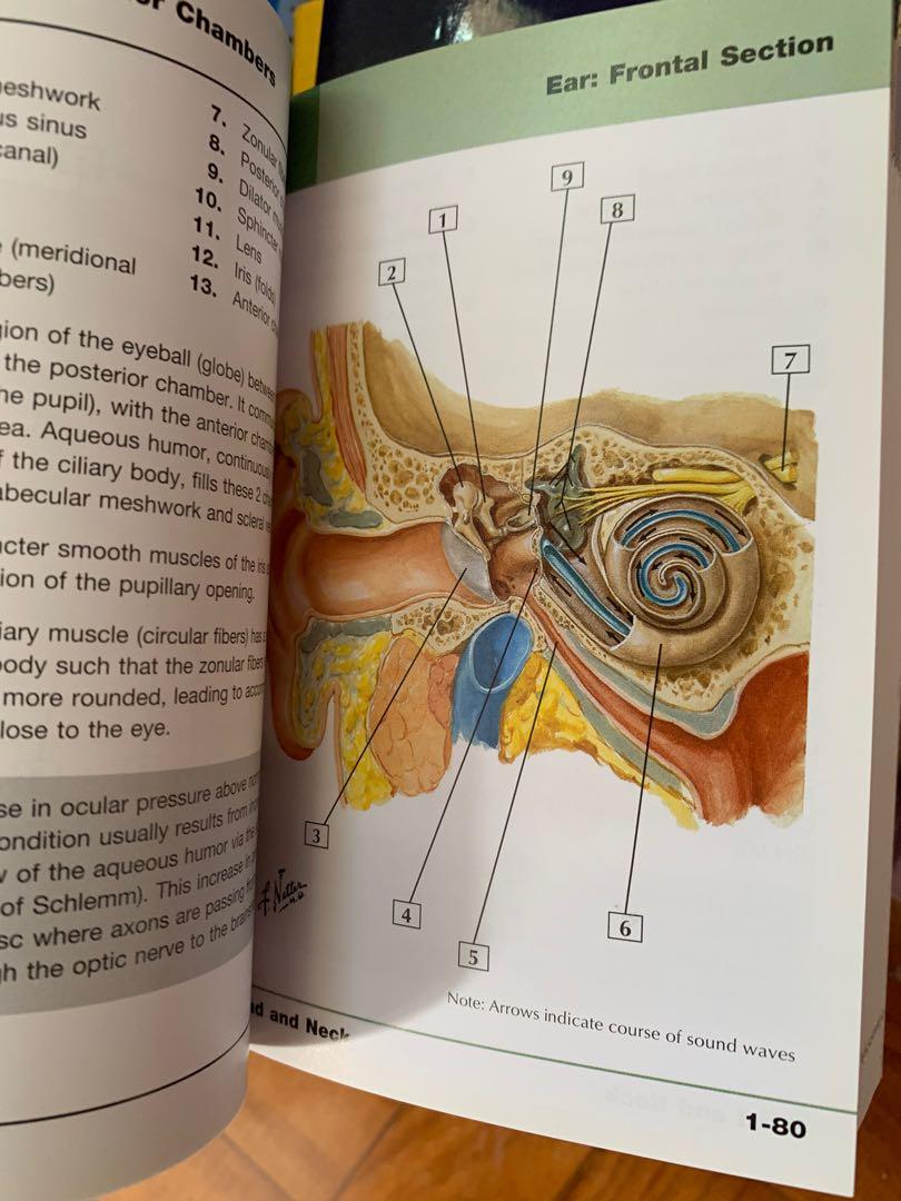 Netter’s Anatomy Textbook, Hobbies & Toys, Books & Magazines, Textbooks ...