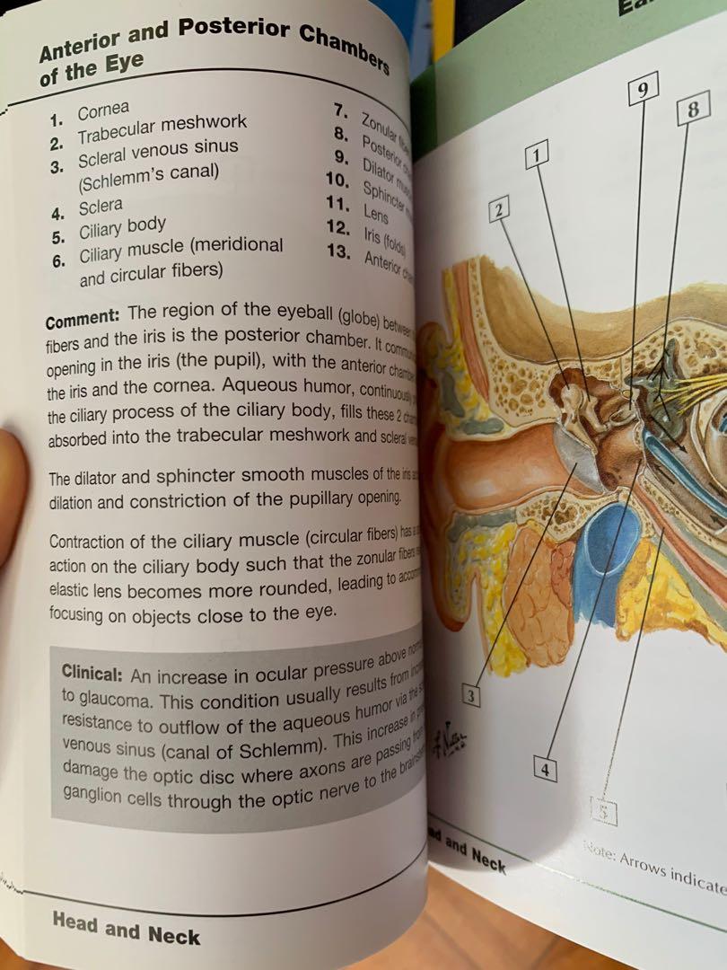 Netter’s Anatomy Textbook, Hobbies & Toys, Books & Magazines, Textbooks ...