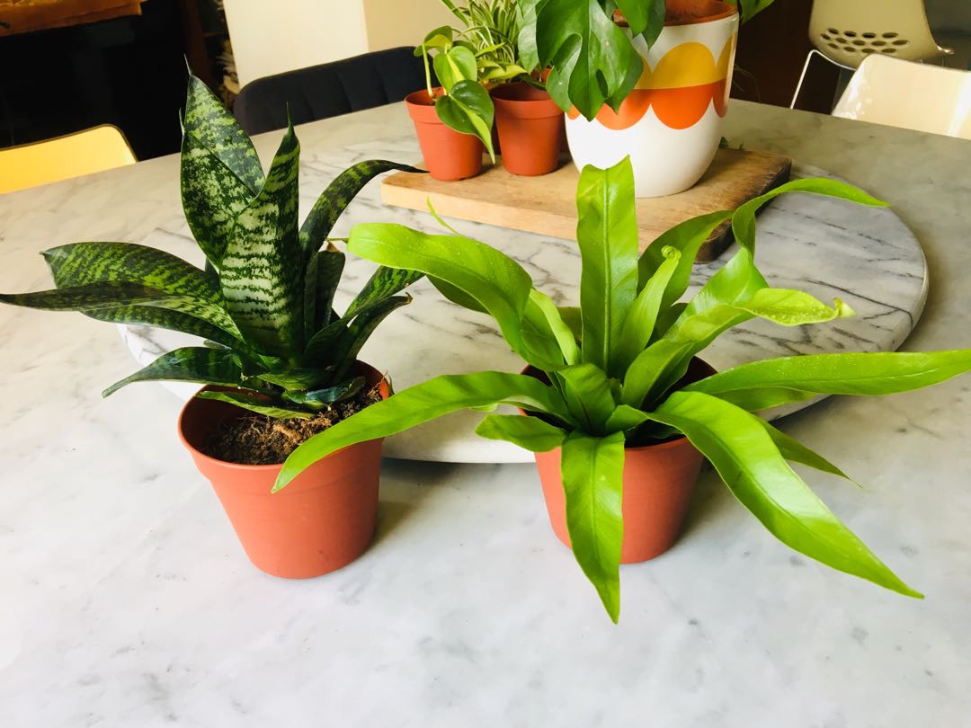 Pair of indoor plants - Birdnest Sansevieria (snake plant) & Birdnest ...