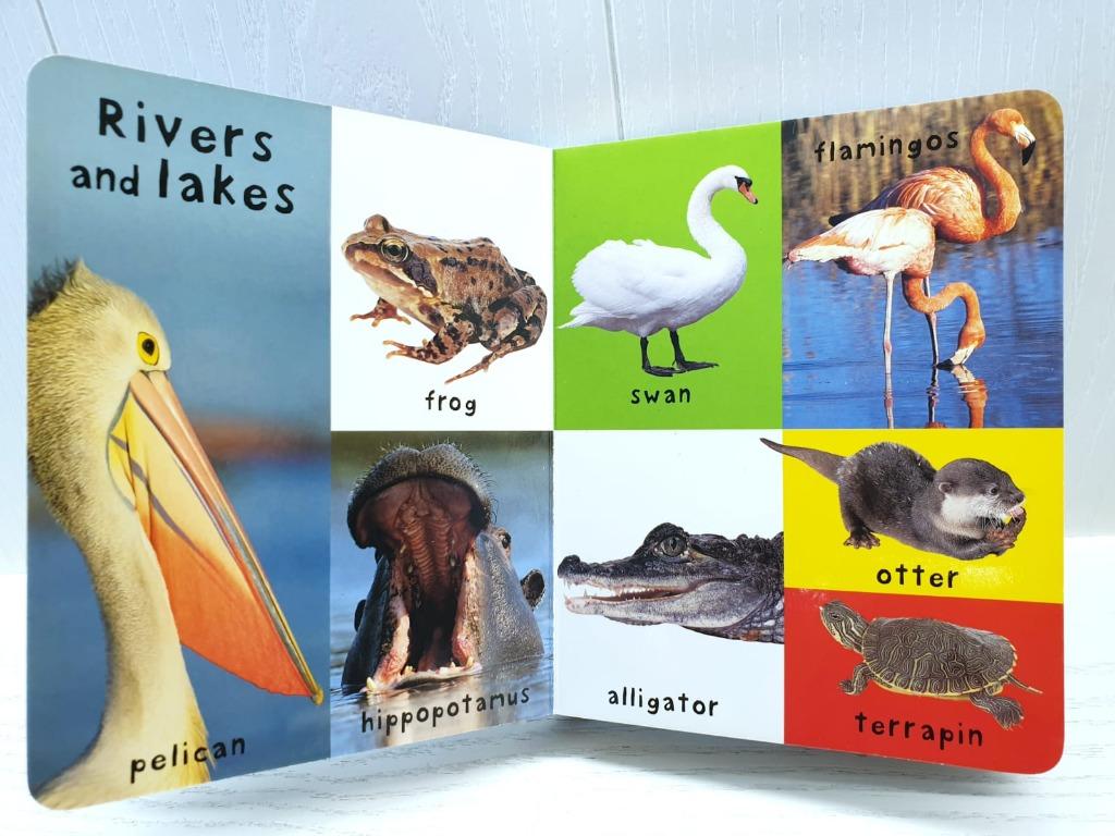 First 100 animals board book - Priddy Baby, Hobbies & Toys, Books ...