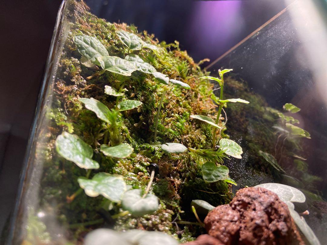 Terrarium Moss Wall A (IG: greenartistssg), Furniture & Home Living ...