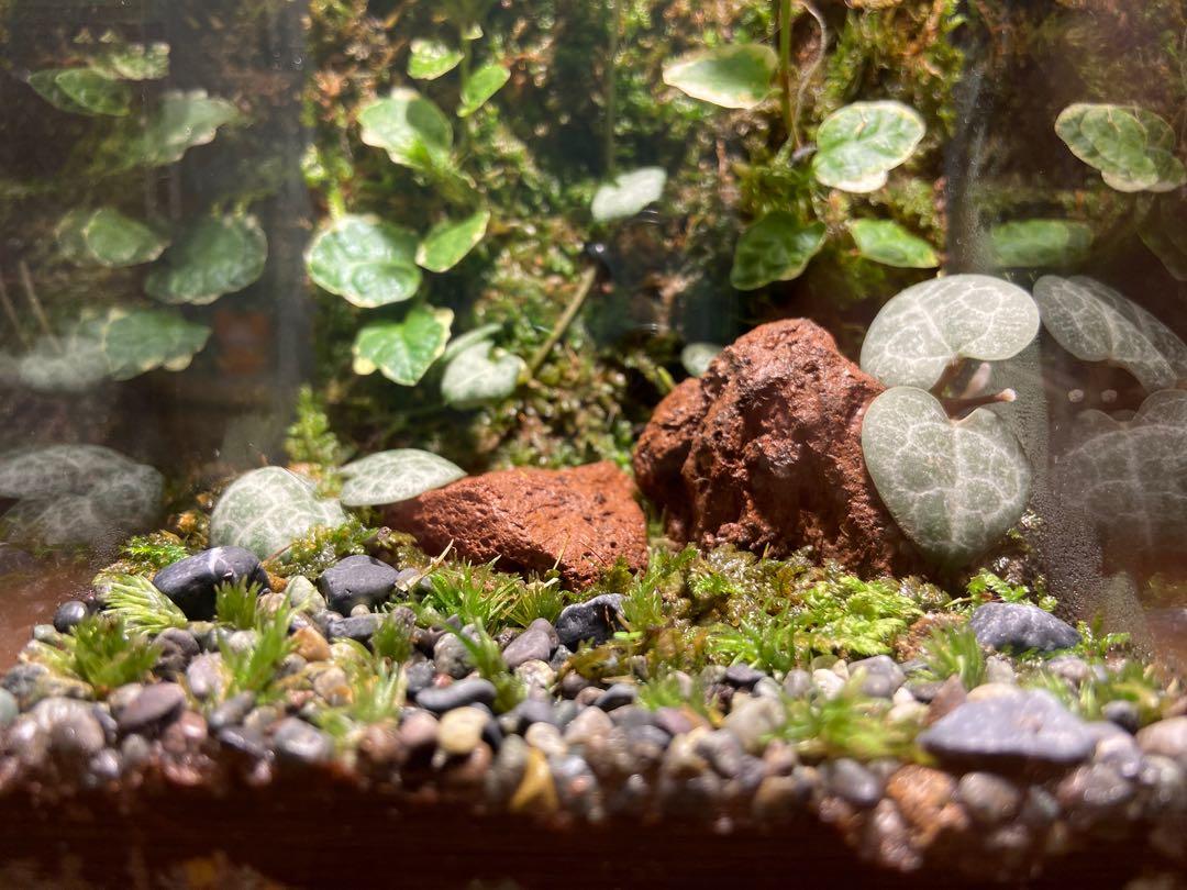 Terrarium Moss Wall A (IG: greenartistssg), Furniture & Home Living ...