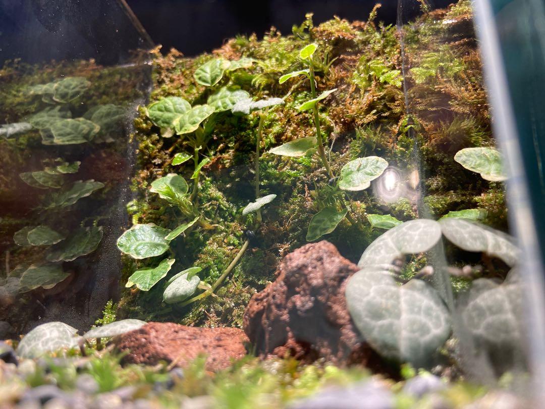 Terrarium Moss Wall A (IG: greenartistssg), Furniture & Home Living ...