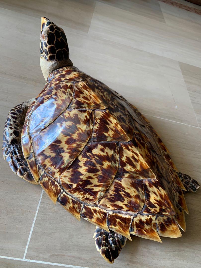 2 sets of taxidermy sea turtles, Furniture & Home Living, Home Decor ...