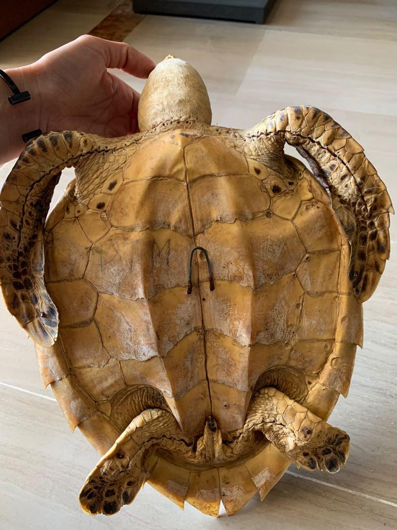 2 sets of taxidermy sea turtles, Furniture & Home Living, Home Decor ...
