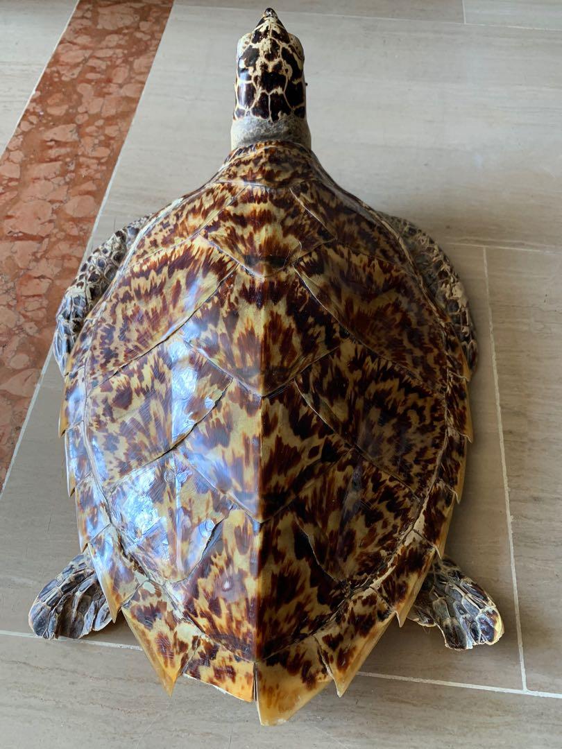 2 sets of taxidermy sea turtles, Furniture & Home Living, Home Decor ...