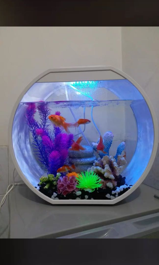 Table top fish tank, Pet Supplies, Homes & Other Pet Accessories on ...