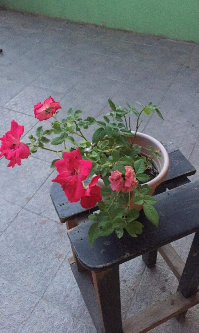 Pitimini rose, Furniture & Home Living, Gardening, Plants & Seeds on ...