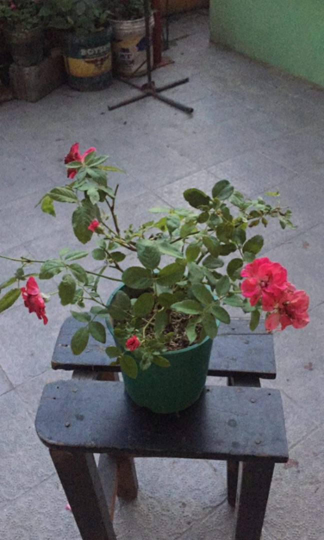 Pitimini rose, Furniture & Home Living, Gardening, Plants & Seeds on ...