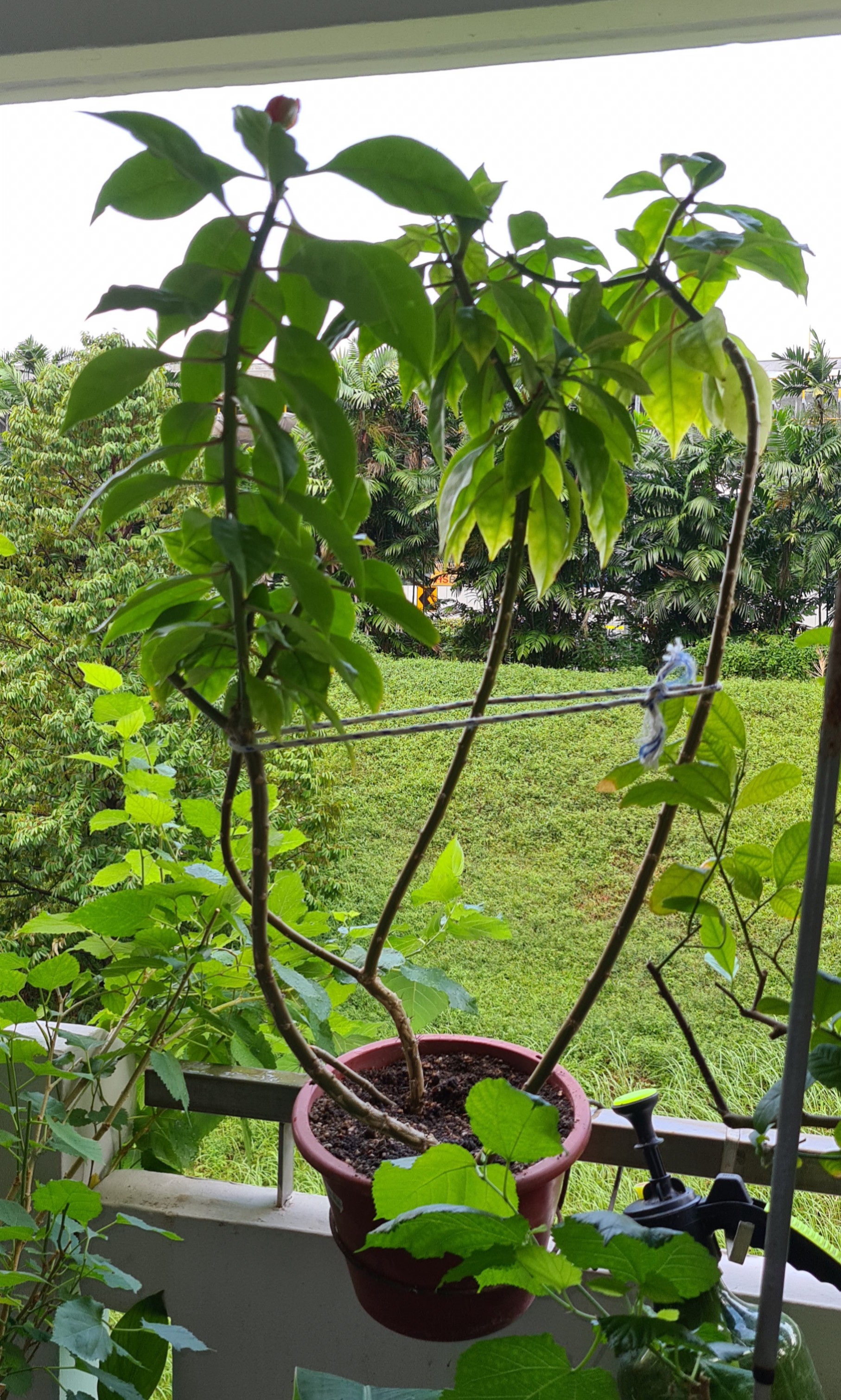 7 Needle star, Everything Else on Carousell