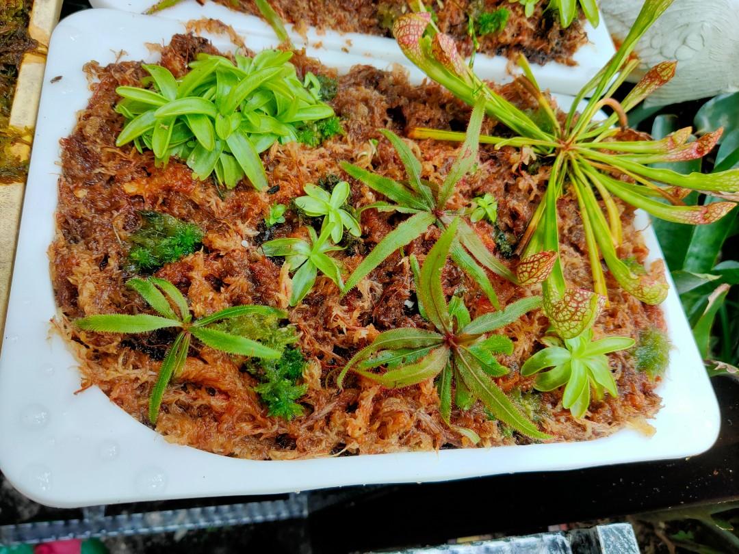 Carnivorous plant mini bog with around $70-$80 worth of plants ...