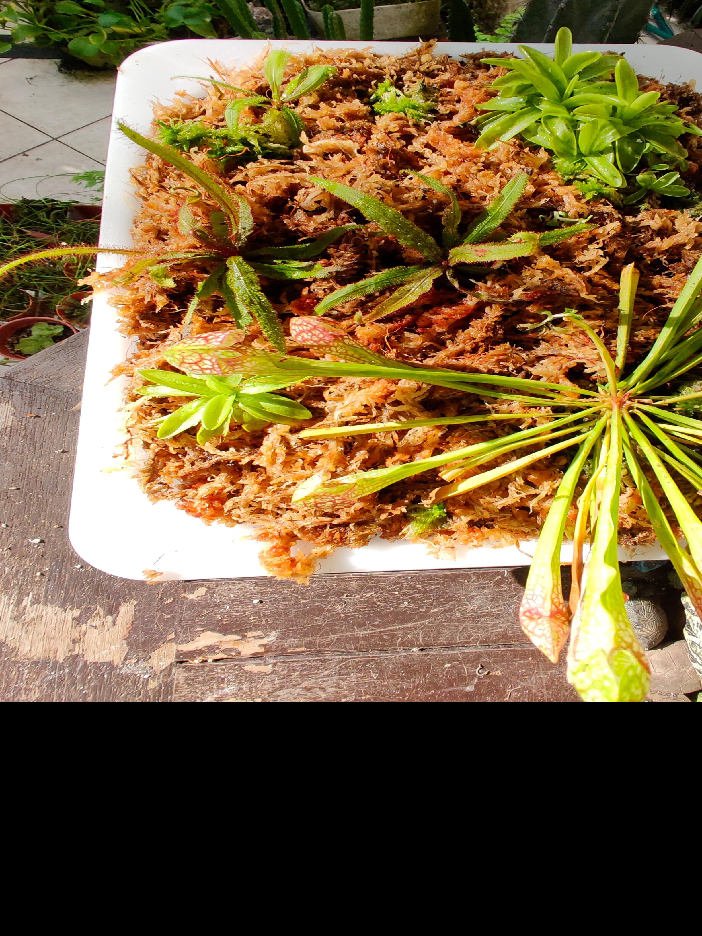 Carnivorous plant mini bog with around $70-$80 worth of plants ...