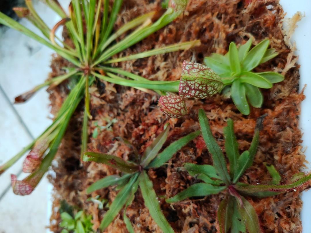 Carnivorous plant mini bog with around $70-$80 worth of plants ...