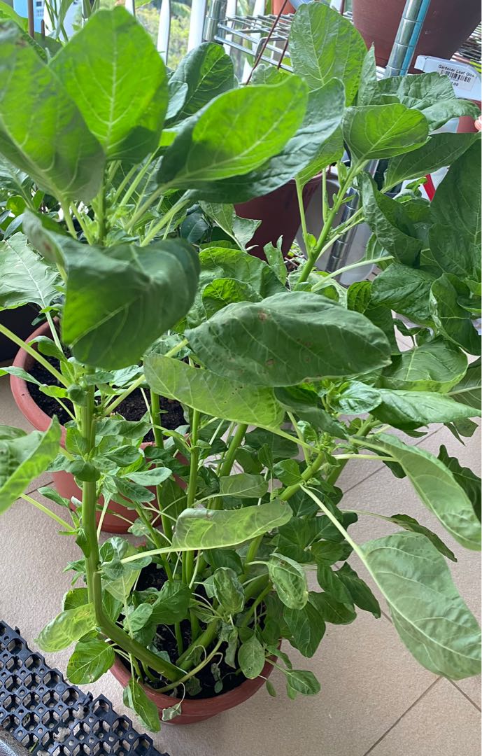 Edible bayam spinach + seeds , Furniture & Home Living, Gardening ...