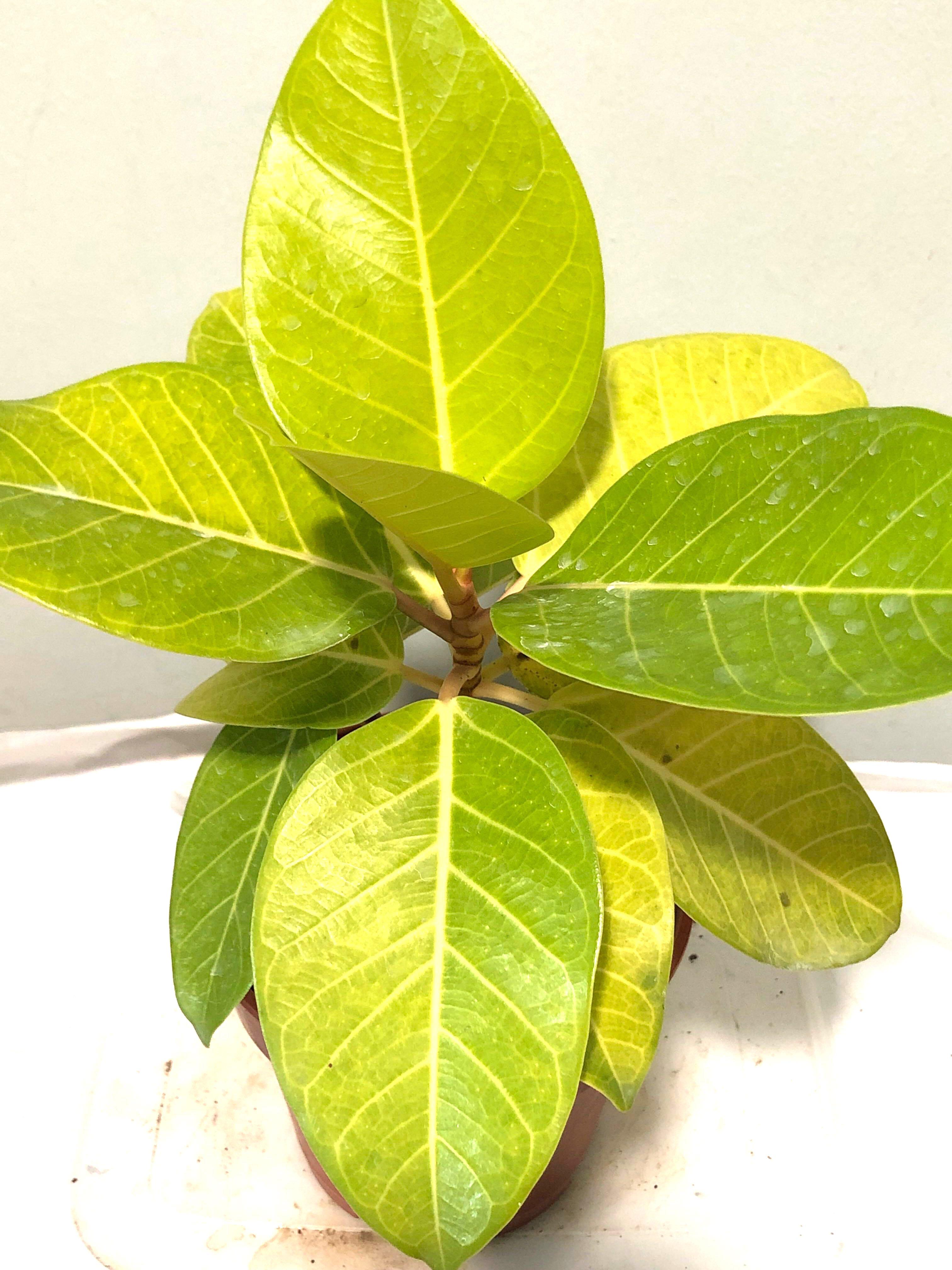 Ficus Golden Lime/ Ficus, Furniture & Home Living, Gardening, Plants ...