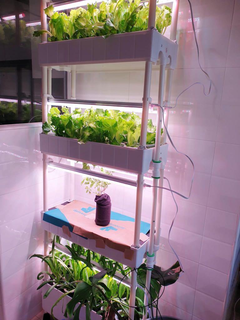 Hydroponics rack system., Furniture & Home Living, Gardening, Pots ...