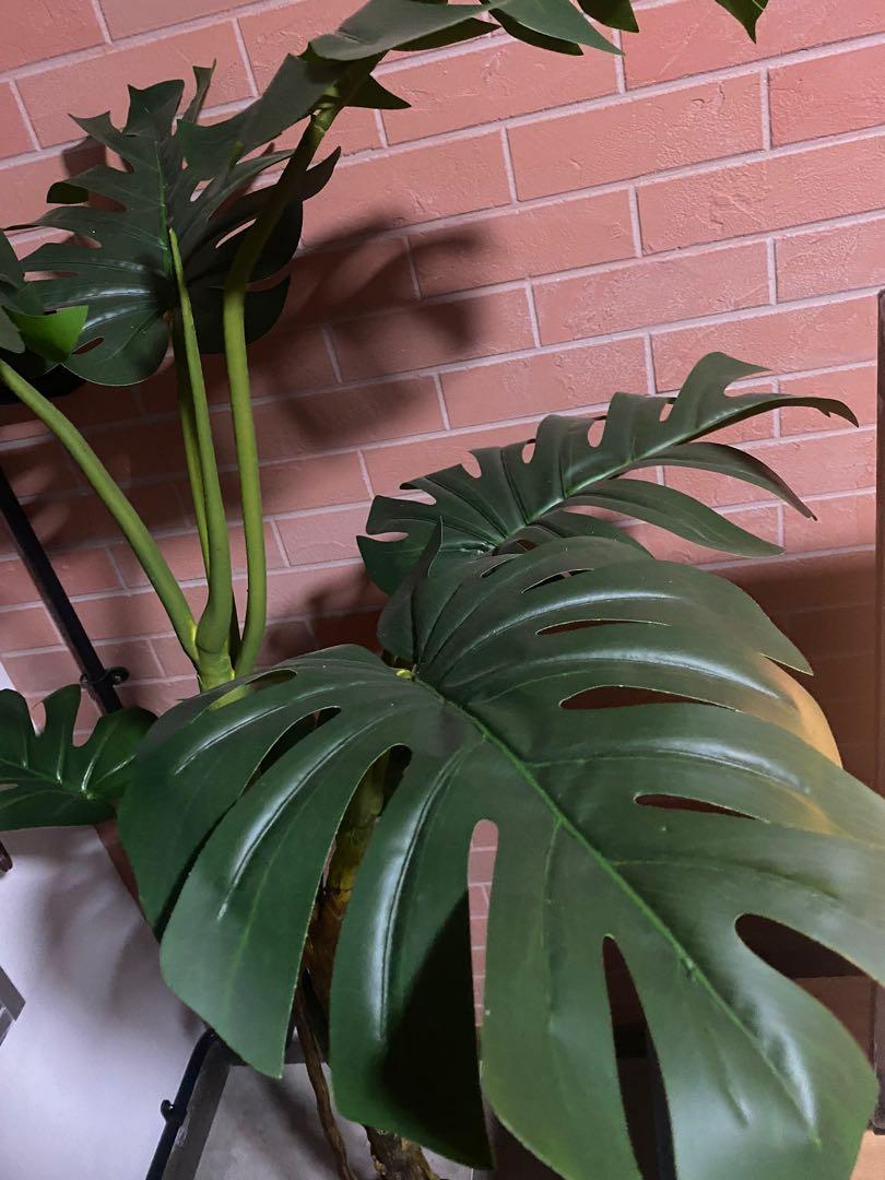 Potted Monstera Faux plant, Furniture & Home Living, Gardening, Pots ...