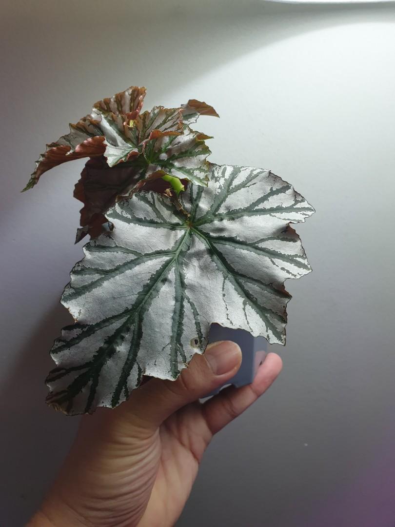 Begonia Highway aka 'looking glass' hybrid, Furniture & Home Living ...