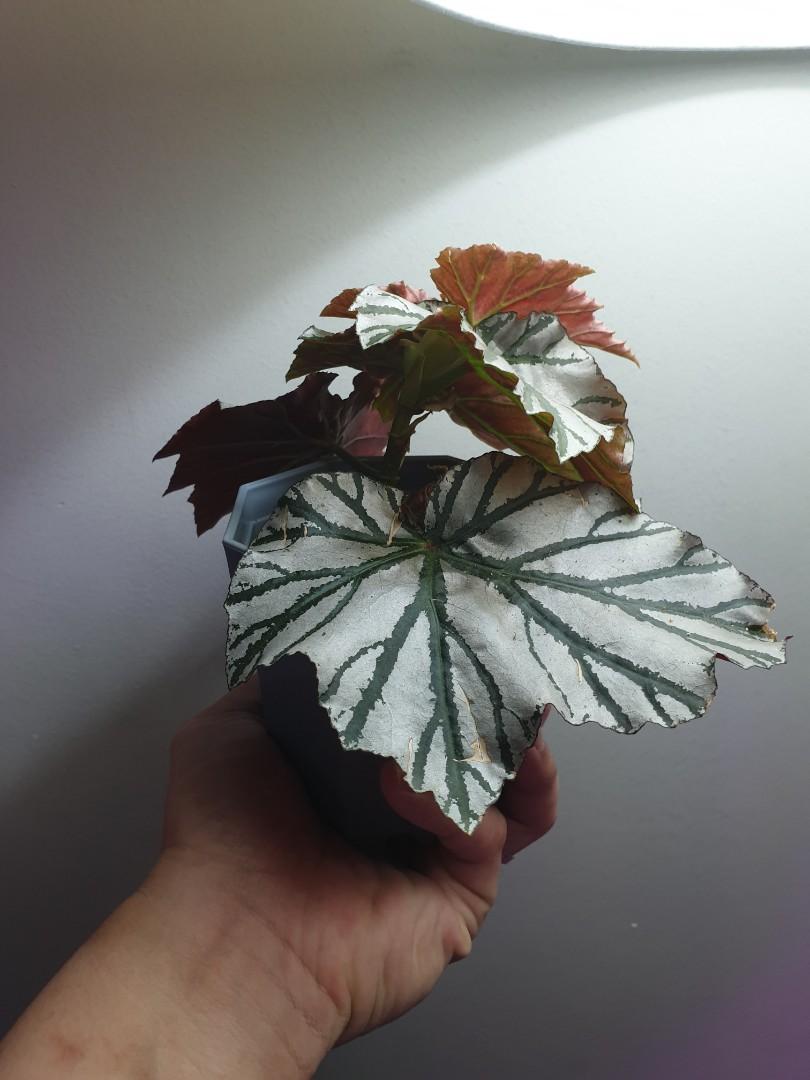 Begonia Highway aka 'looking glass' hybrid, Furniture & Home Living ...