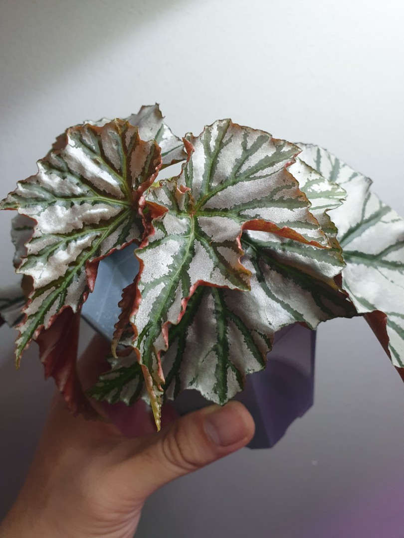 Begonia Highway aka 'looking glass' hybrid, Furniture & Home Living ...