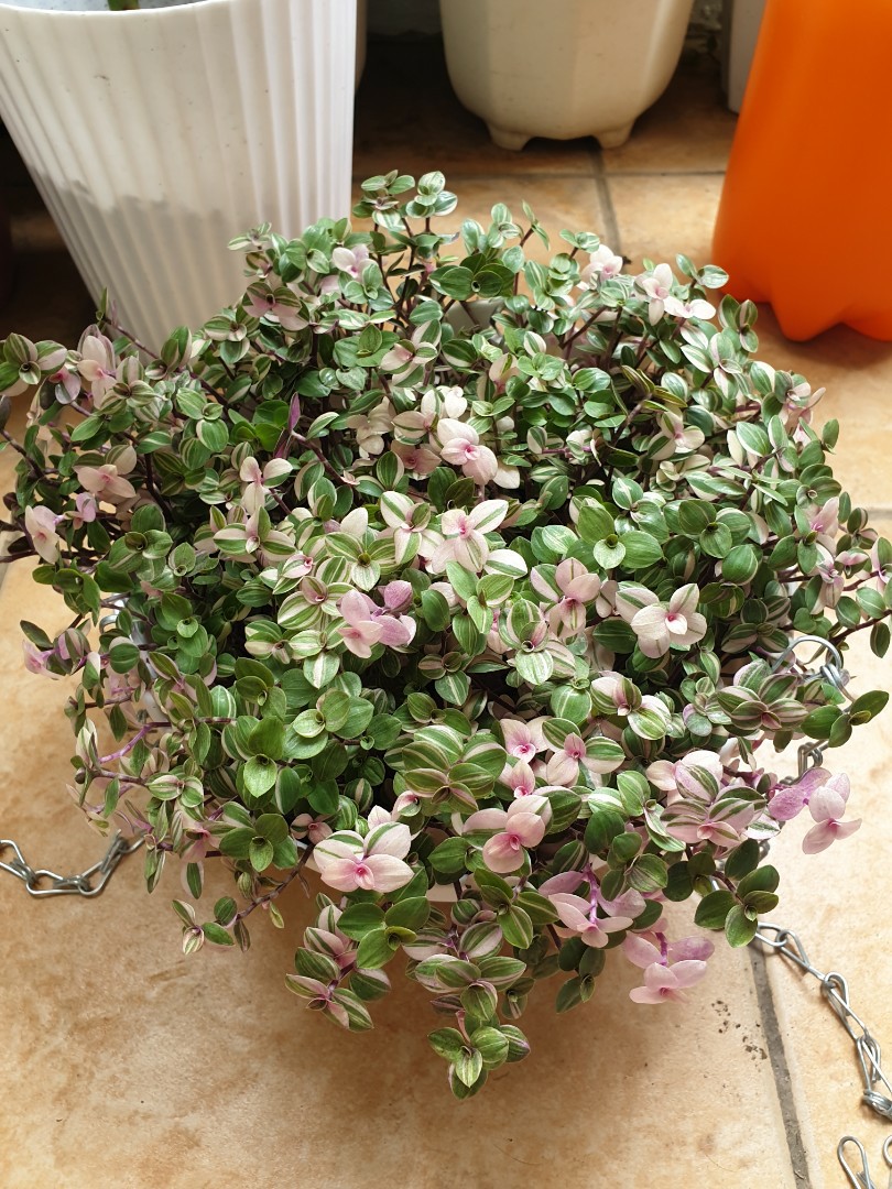 Callisia Repens Bianca, Furniture & Home Living, Gardening, Plants ...