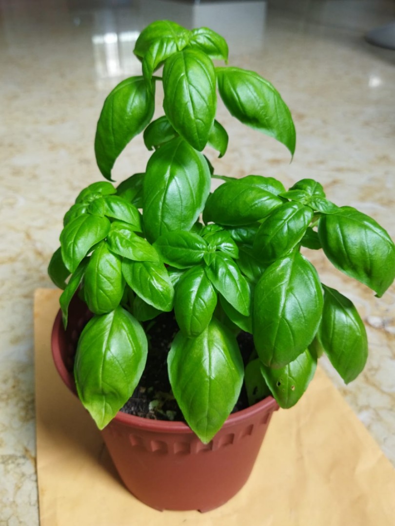Italian Sweet Basil plant, Furniture & Home Living, Gardening, Plants ...