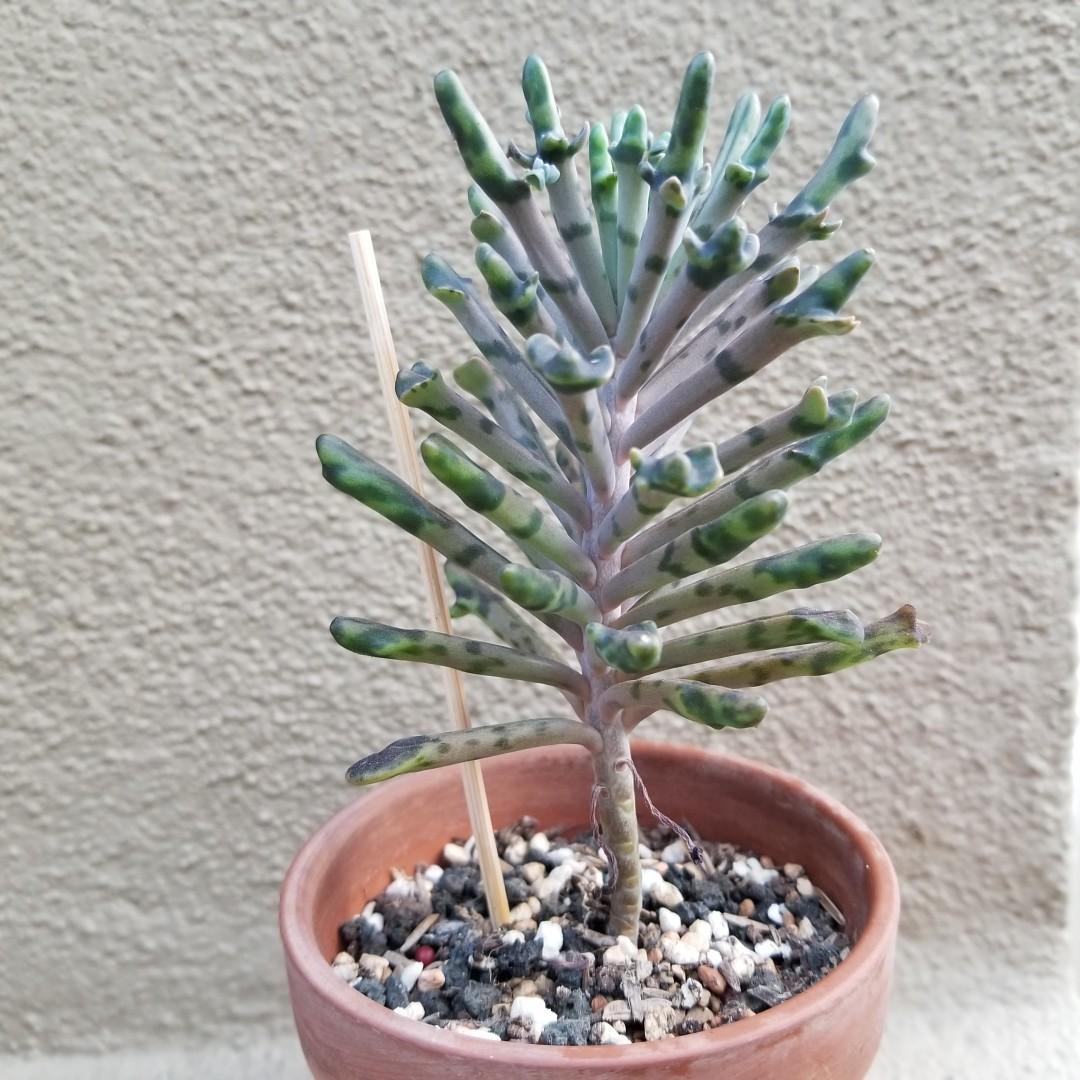 Kalanchoe Tubiflora Maternity Plant
