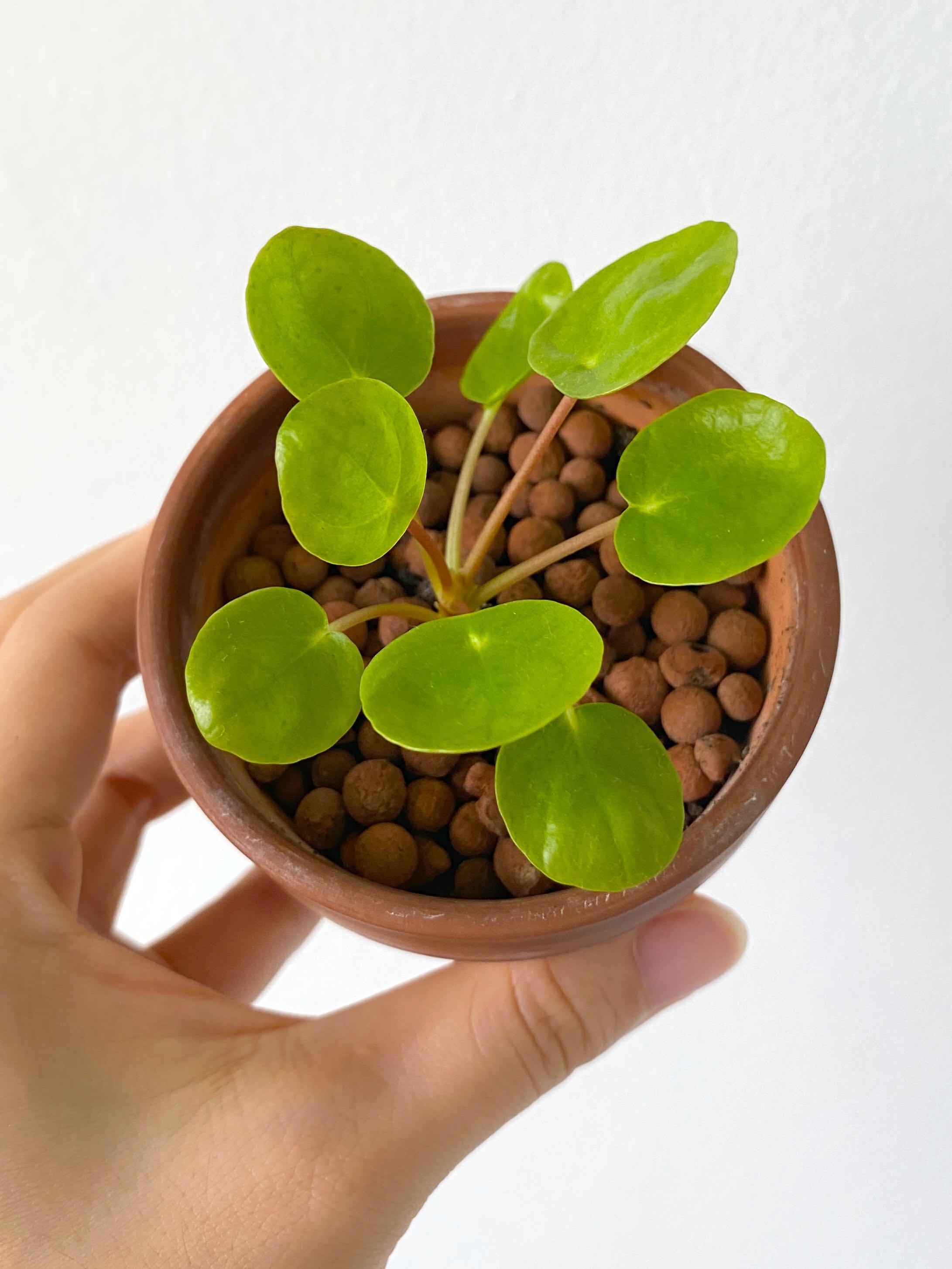 Miniature Pilea Peperomioides in Terracotta pot, Furniture & Home ...