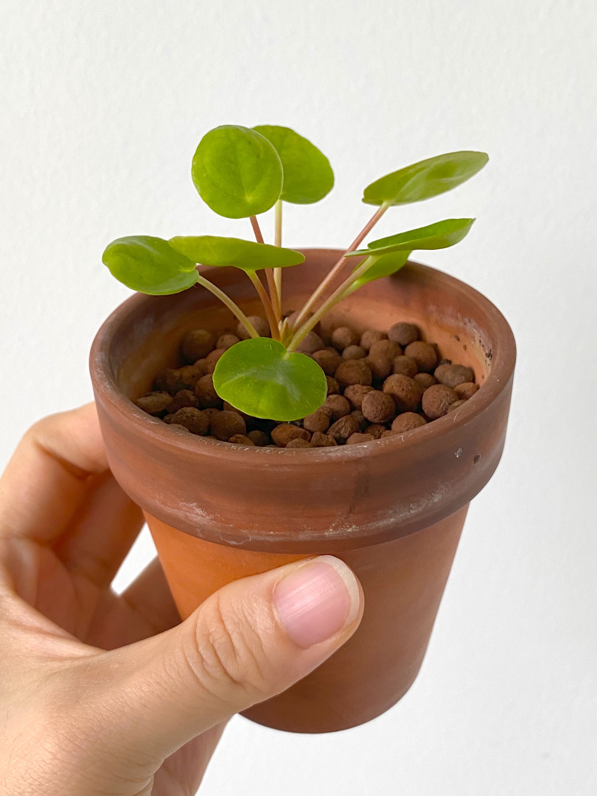 Miniature Pilea Peperomioides in Terracotta pot, Furniture & Home ...