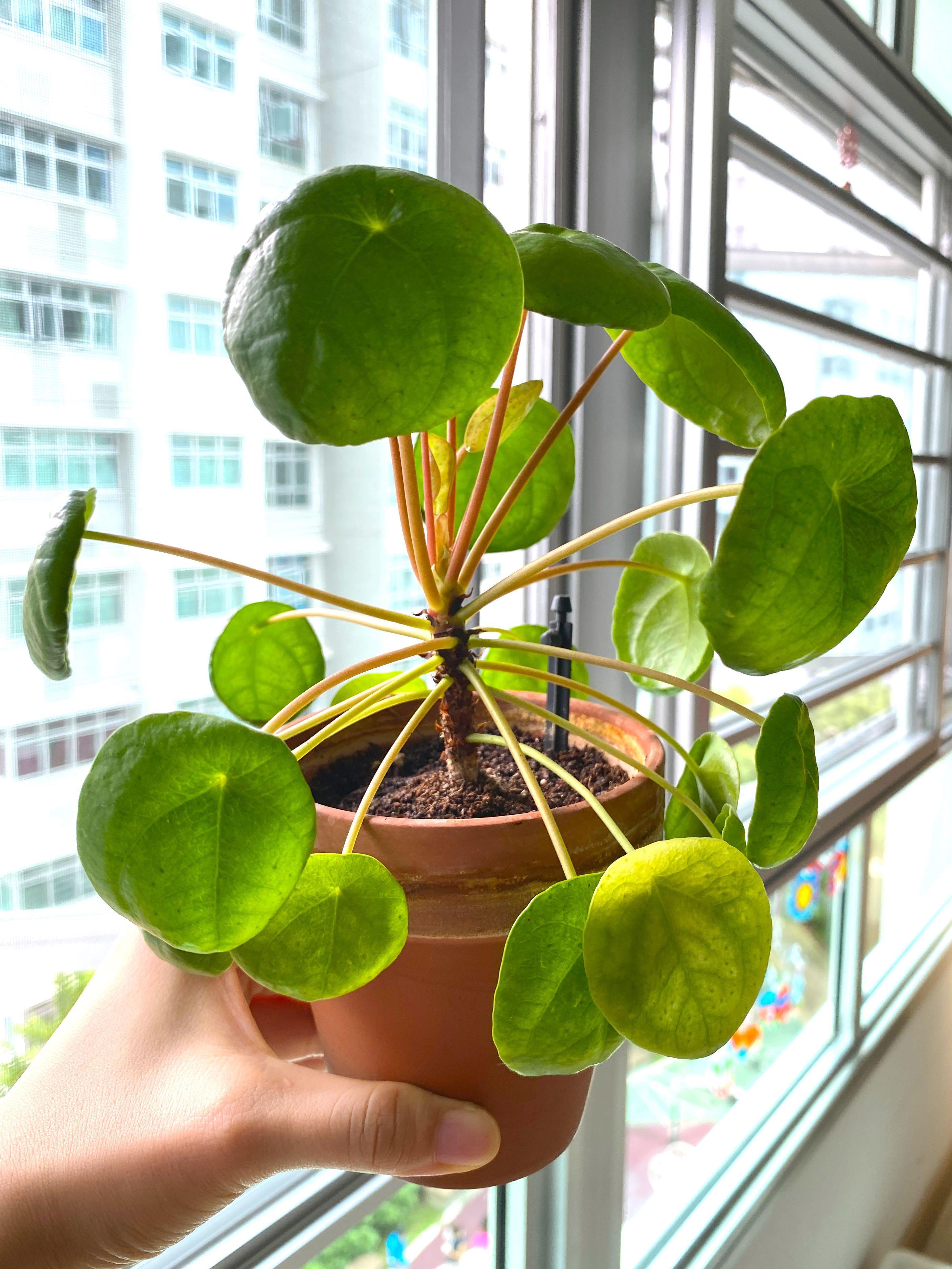 Miniature Pilea Peperomioides in Terracotta pot, Furniture & Home ...