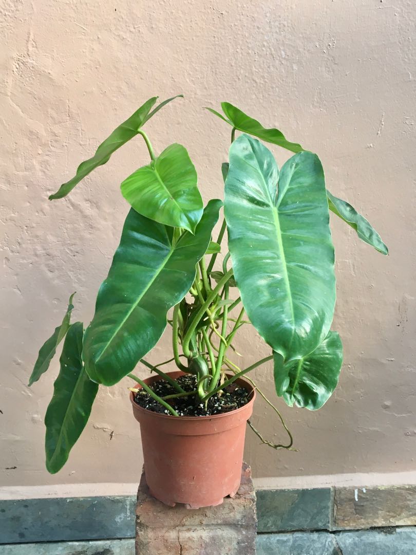 Philodendron Burle Max, Furniture & Home Living, Gardening, Plants ...