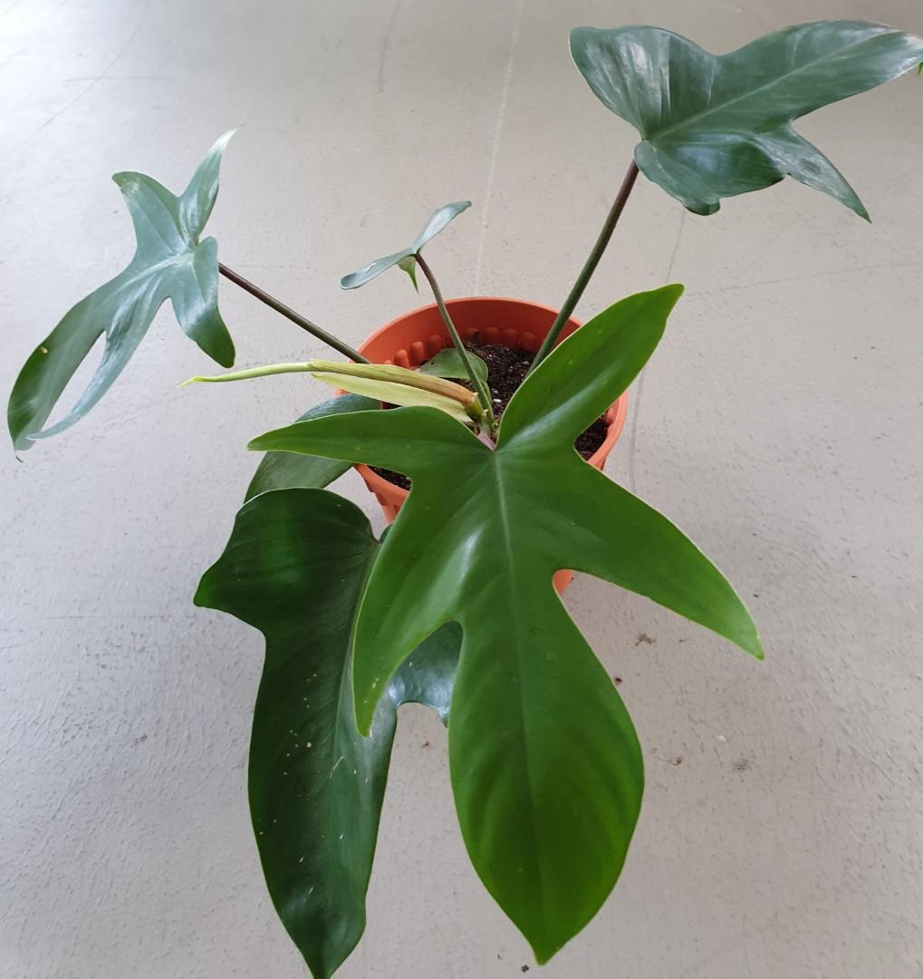 Philodendron Rudolph, Furniture & Home Living, Gardening, Plants ...