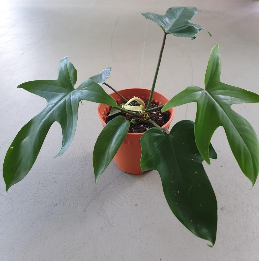 Philodendron Rudolph, Furniture & Home Living, Gardening, Plants ...
