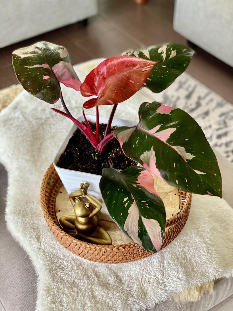 Pink Princess Marble Philodendron, Furniture & Home Living, Gardening ...