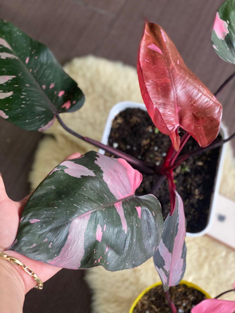 Pink Princess Marble Philodendron, Furniture & Home Living, Gardening ...