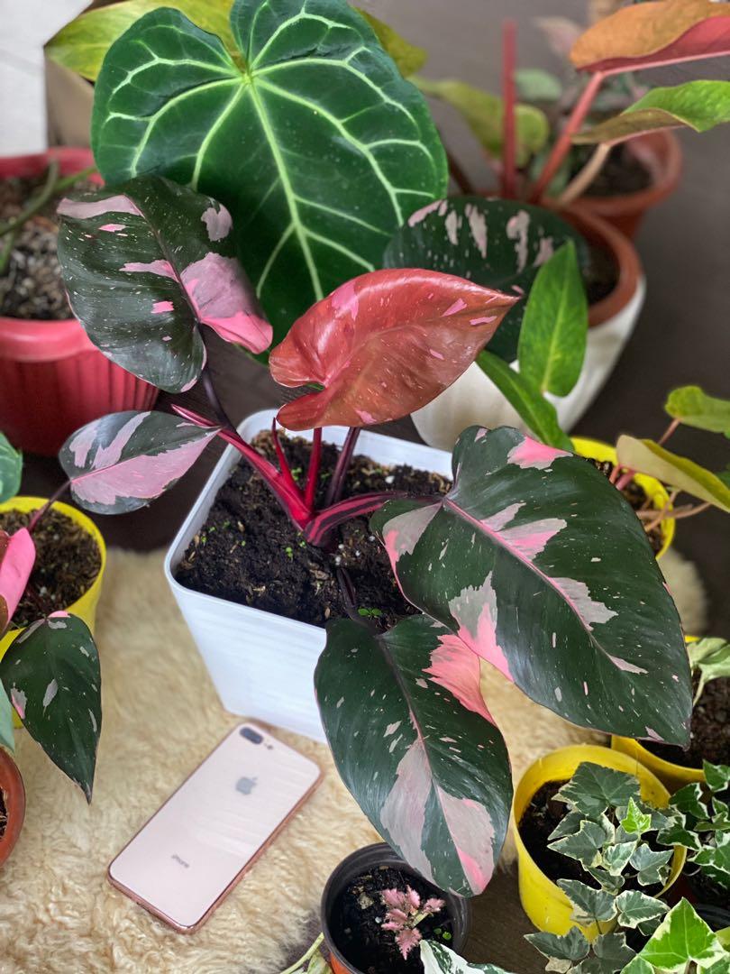 Pink Princess Marble Philodendron, Furniture & Home Living, Gardening ...