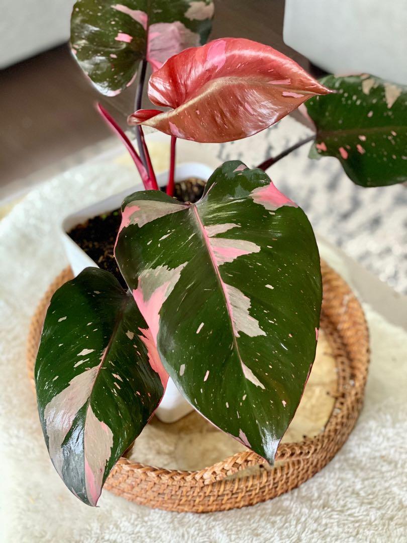 Pink Princess Marble Philodendron, Furniture & Home Living, Gardening ...