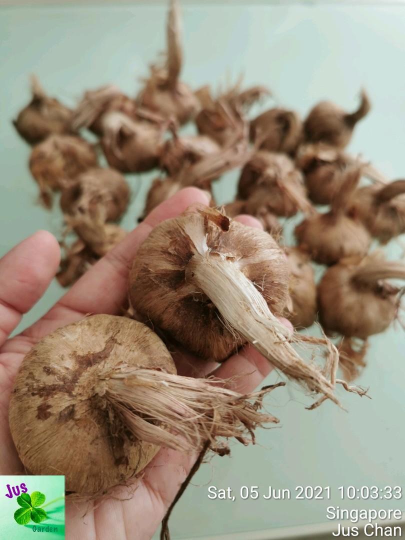 Burpees Seeds And Plants