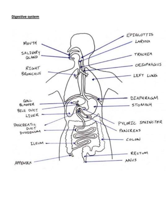 Sec 2 Science Notes - Biology, Hobbies & Toys, Books & Magazines ...