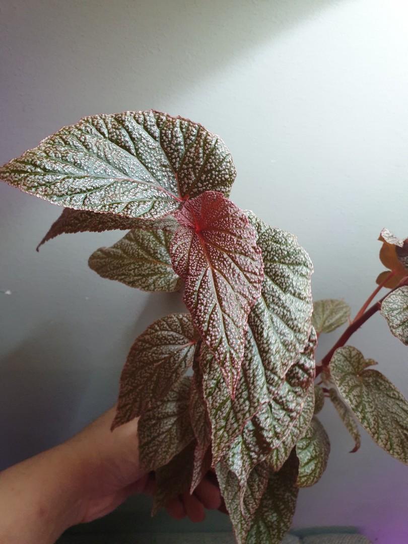 Updates, blooming Now. Pinkish Bump Begonia U062, Furniture & Home ...