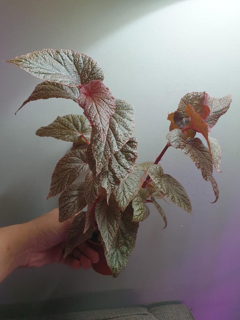 Updates, blooming Now. Pinkish Bump Begonia U062, Furniture & Home ...