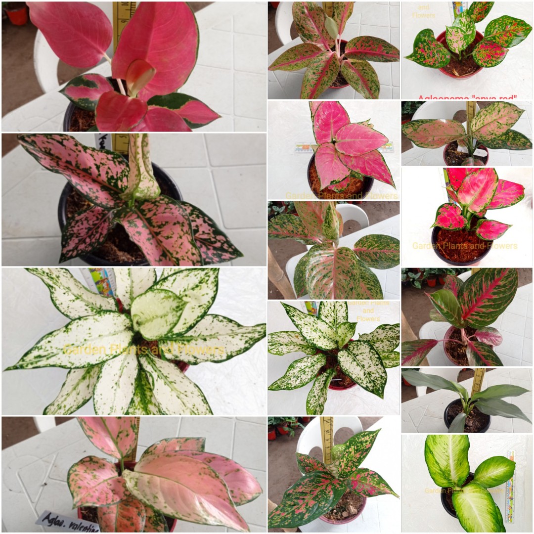 Aglaonema varieties from thailand, Furniture & Home Living, Gardening ...