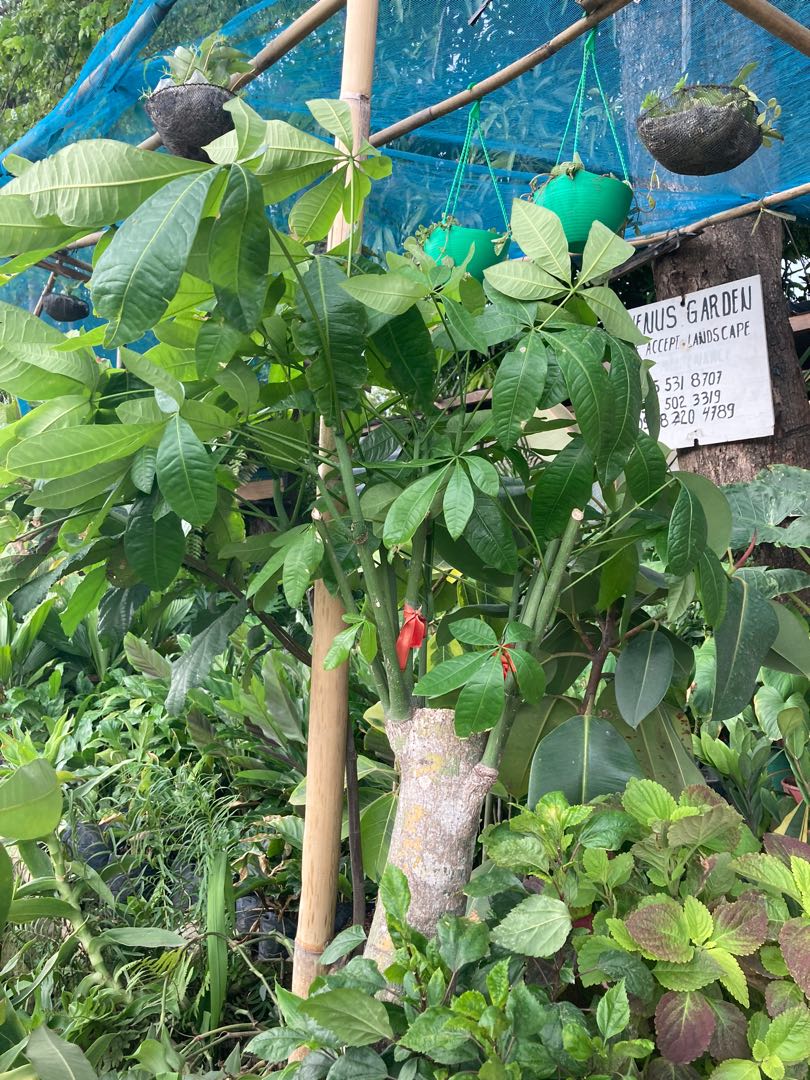 Big Money tree 4ft, Furniture & Home Living, Gardening, Plants & Seeds ...