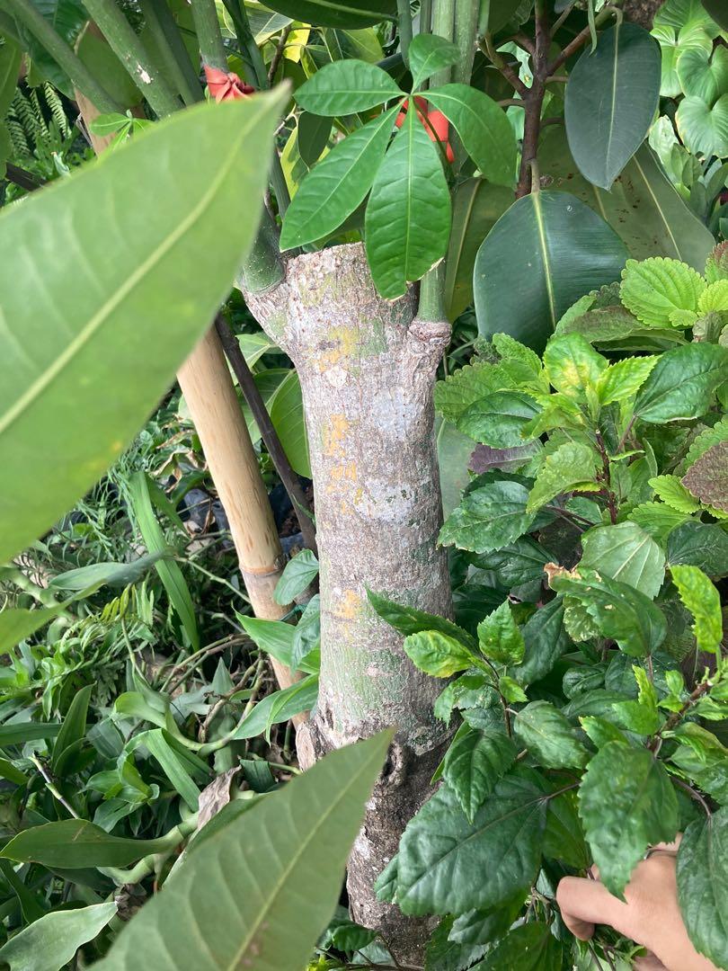 Big Money tree 4ft, Furniture & Home Living, Gardening, Plants & Seeds ...