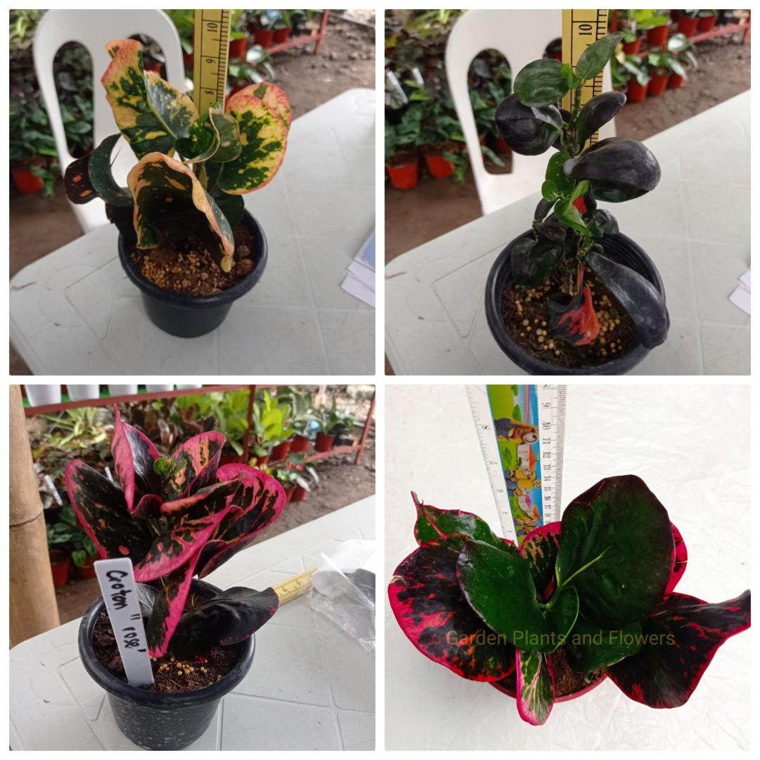 Codiaeum varieties (croton plants), Furniture & Home Living, Gardening ...