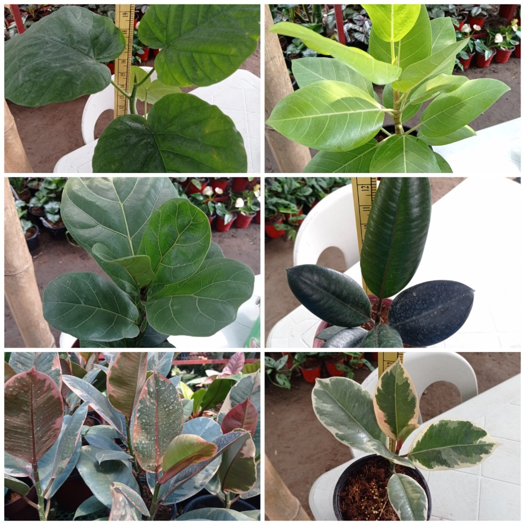 Ficus varieties (rubber trees), Furniture & Home Living, Gardening ...