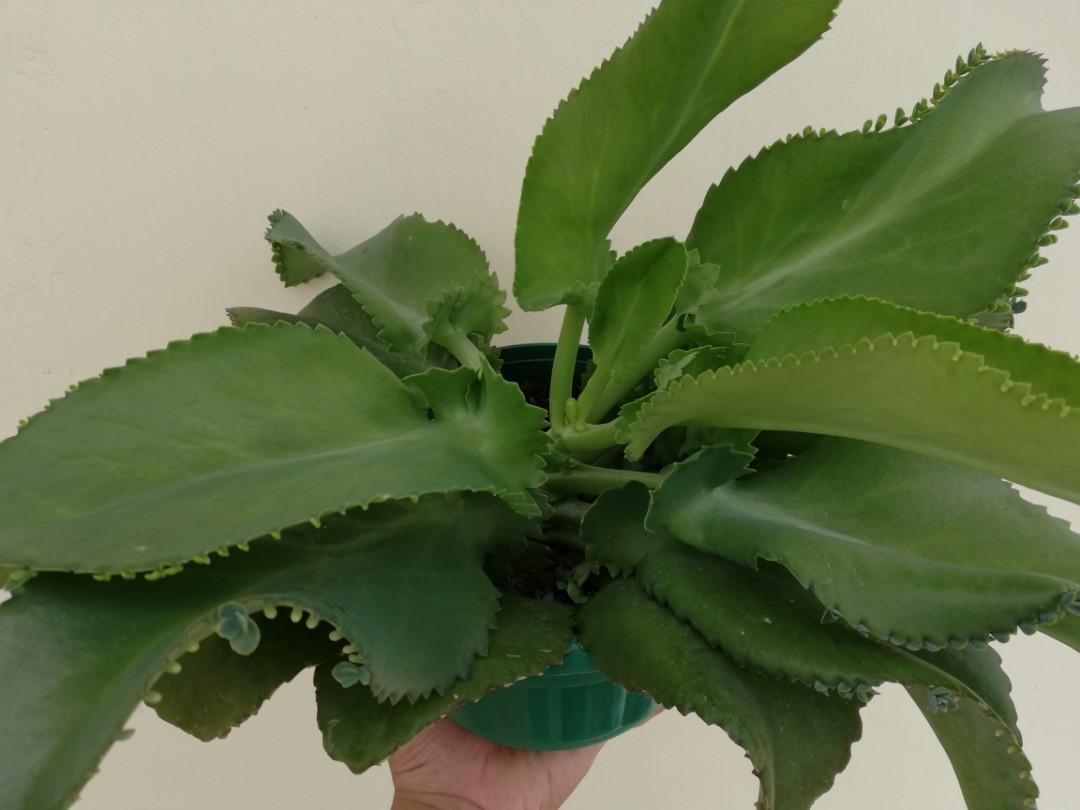 Giant Kataka-taka, Furniture & Home Living, Gardening, Plants & Seeds ...