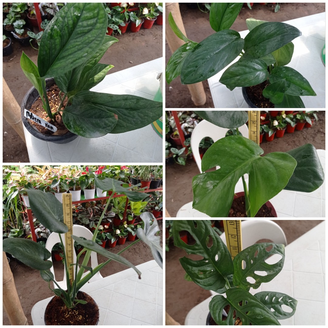 Monstera varieties, Furniture & Home Living, Gardening, Plants & Seeds ...